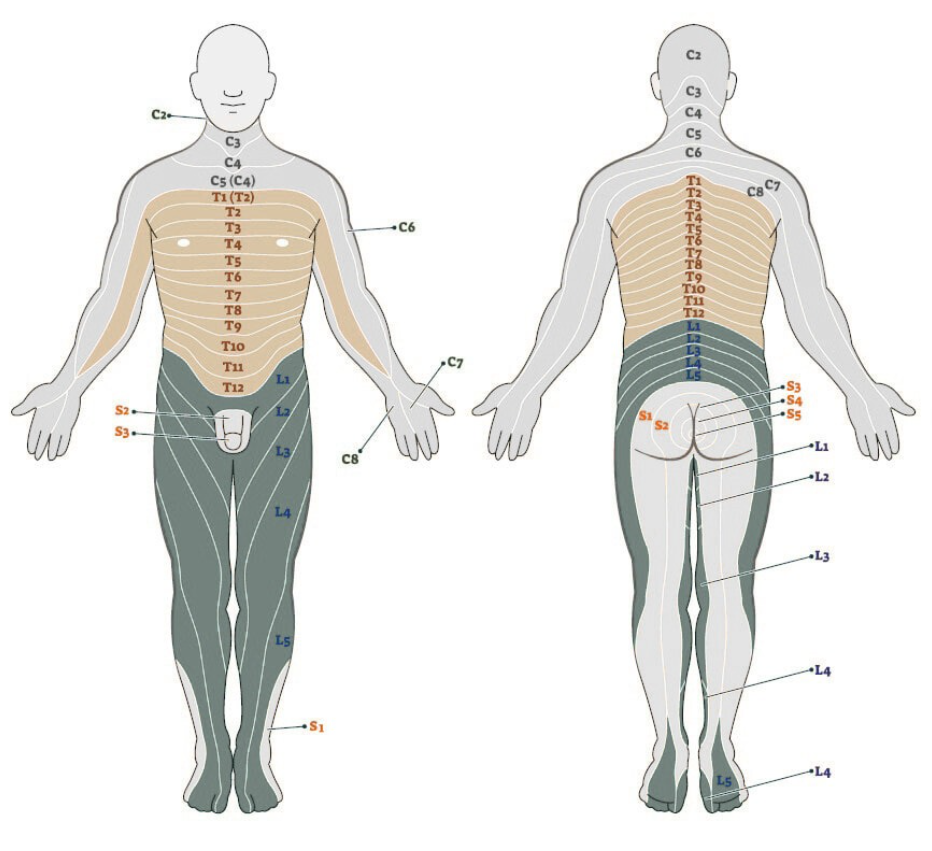 Bandscheibenvorfall – Therapiewerk Idar-Oberstein – Physio & Ergo
